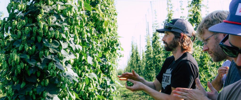 Our Hops | The Hop Yard
